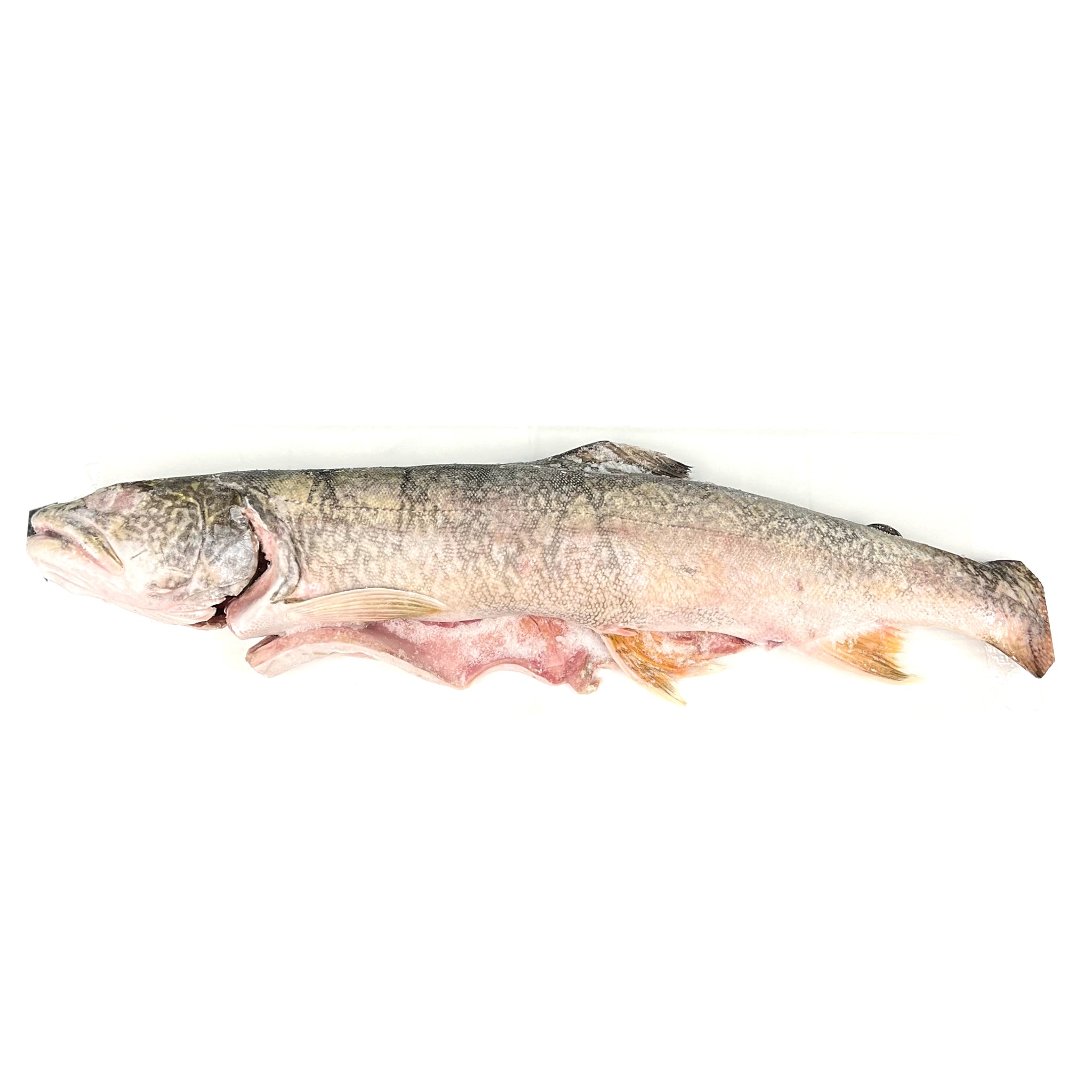 WHOLE FISH – Gimli Fish Market