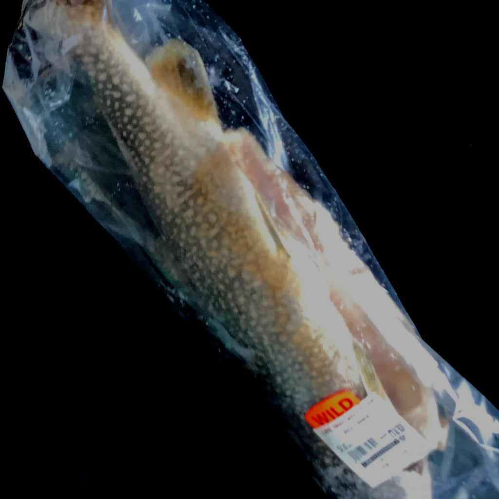 Whole Lake Trout – Gimli Fish Market